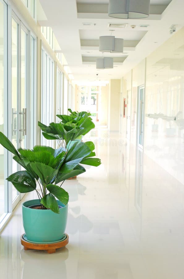 Plants on Clean White Hall Way Stock Photo - Image of floor, light ...