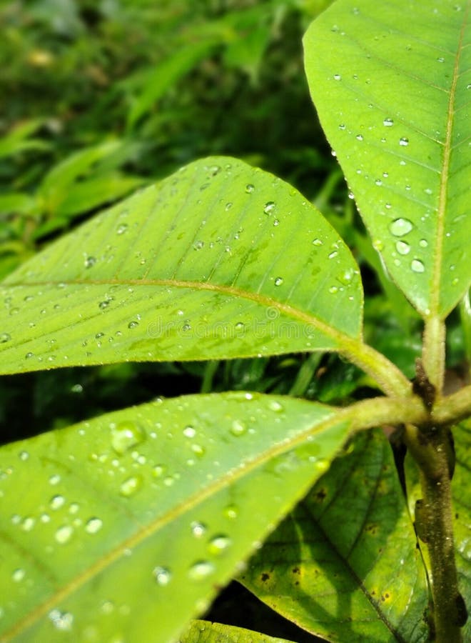 Green Plants Cool the Environment Stock Photo - Image of green ...