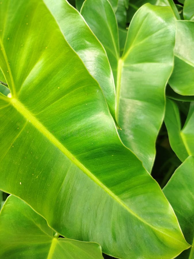 Green Plants Cool the Environment Stock Image - Image of nature ...