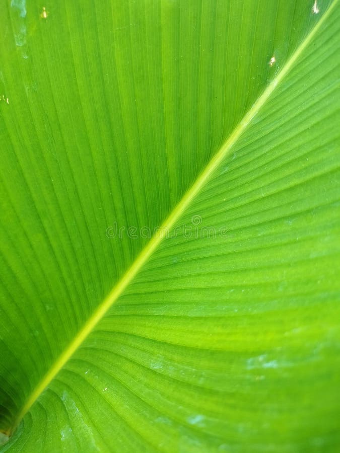 Green Plants Cool the Environment Stock Photo - Image of sunlight ...