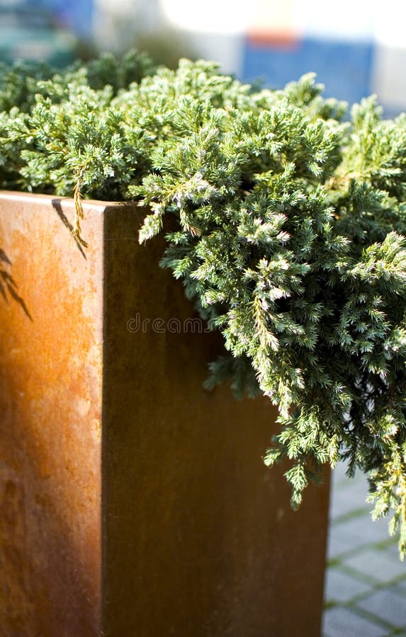 Green Plants in Corten Flower Pot Close Up Stock Photo - Image of ...