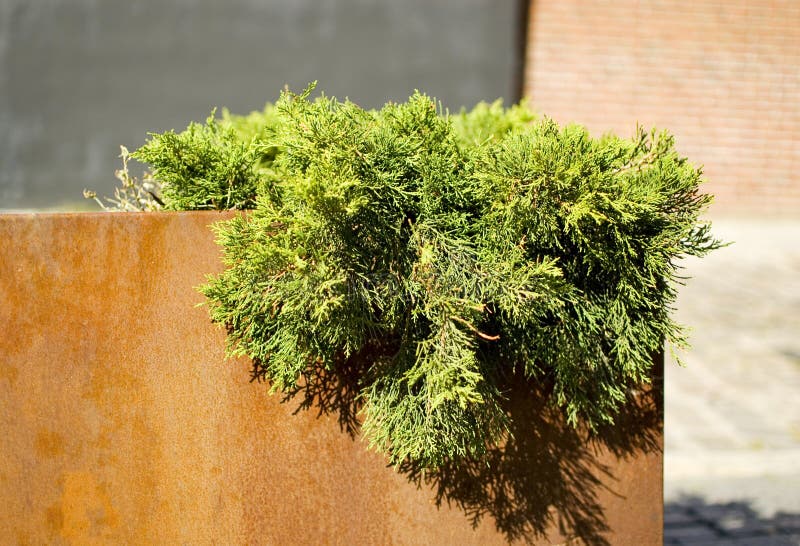 Green Plants in Corten Flower Pot Close Up Stock Photo - Image of ...