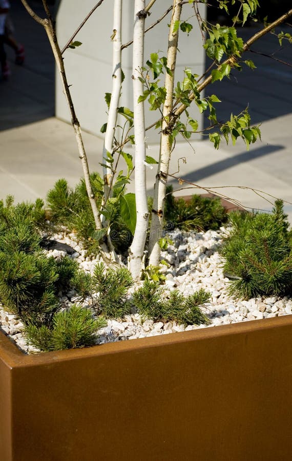 Green Plants in Corten Flower Pot Close Up. Stock Image - Image of ...