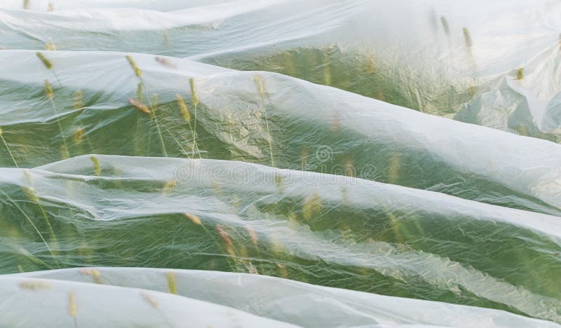 Green Plants are Covered with a Translucent Film Stock Photo - Image of ...