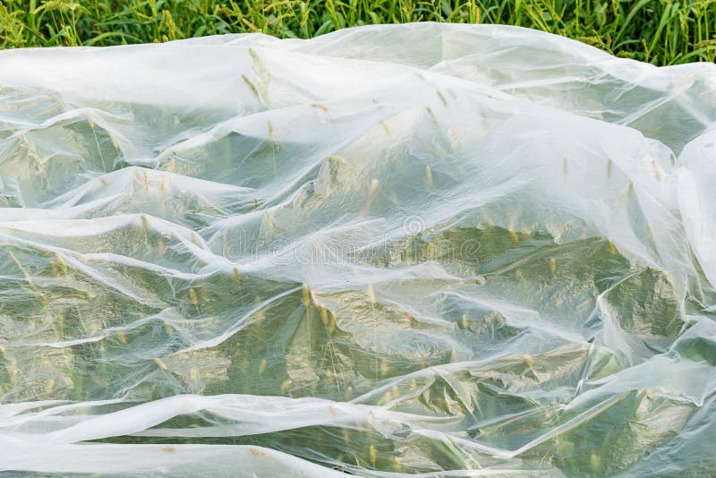 Green Plants are Covered with a Translucent Film Stock Photo - Image of ...