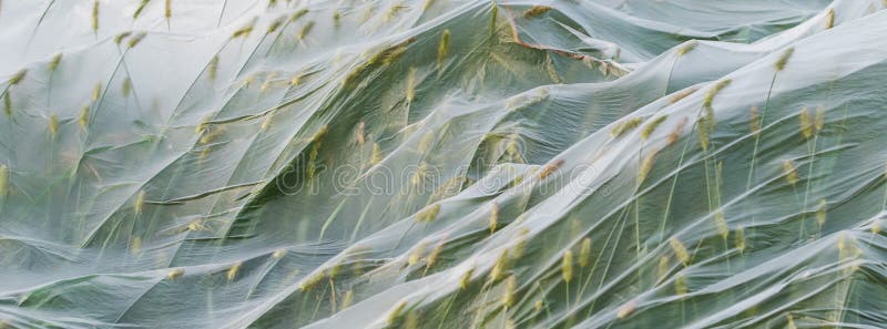 Green Plants are Covered with a Translucent Film Stock Photo - Image of ...