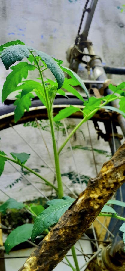 Green Plants with Cycle Backside Stock Image - Image of nature, soil ...