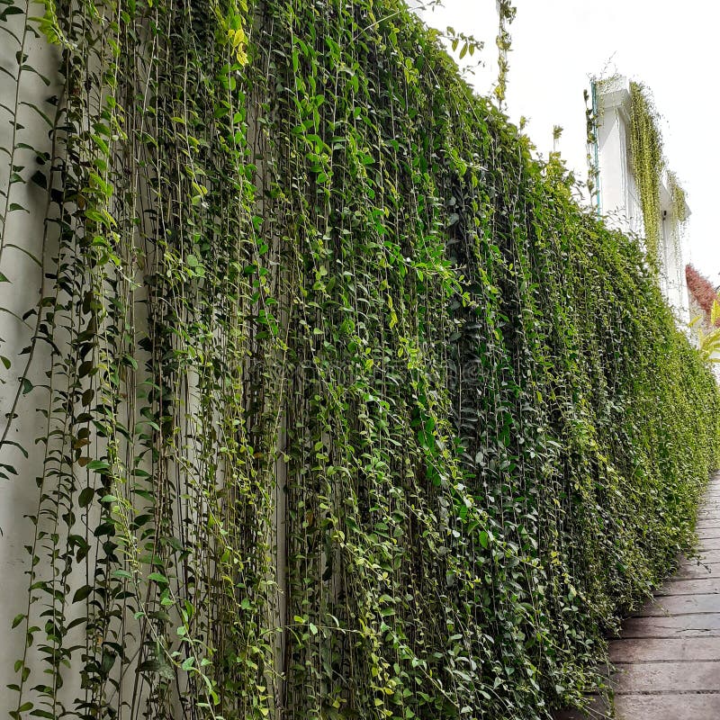 Green Plants Dangling on the Wall Stock Photo - Image of evergreen ...