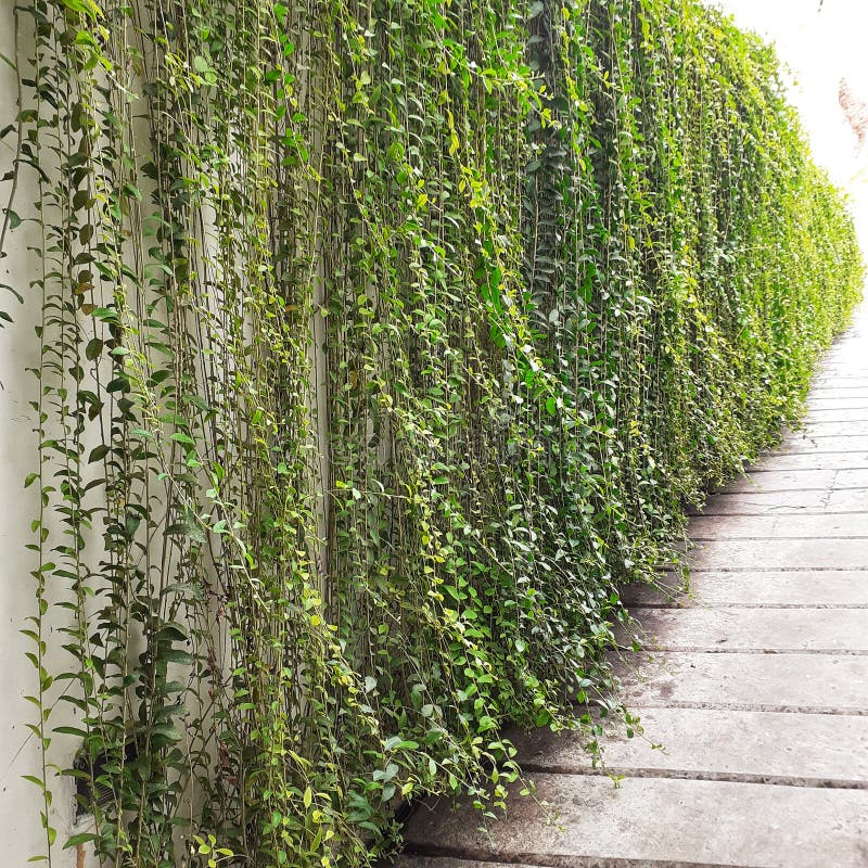 Green Plants Dangling on the Wall Stock Image - Image of evergreen ...