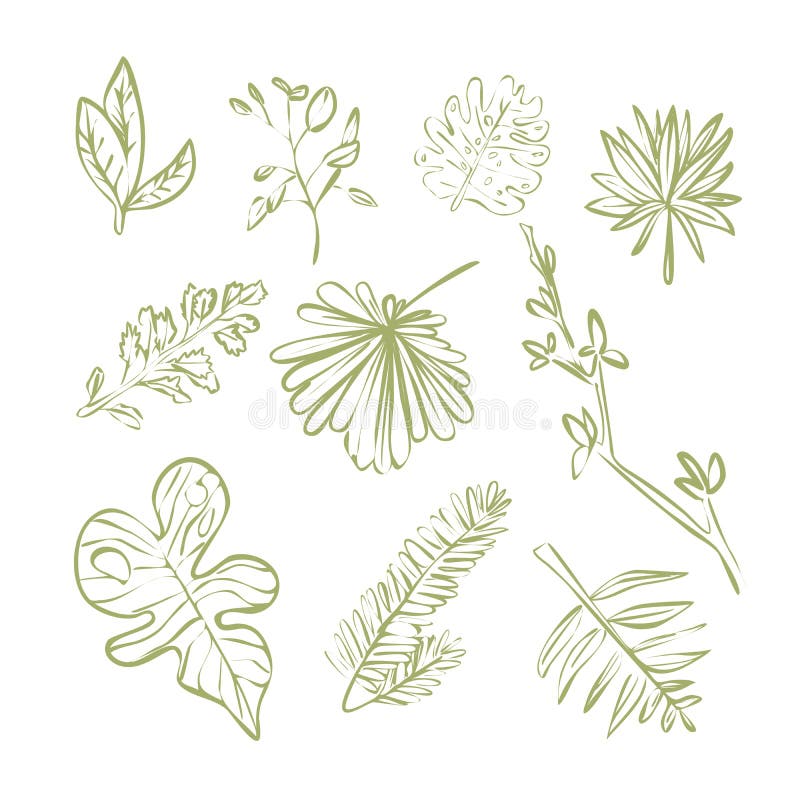 Green Plants Different Leaves Linear Contour Set Stock Vector ...