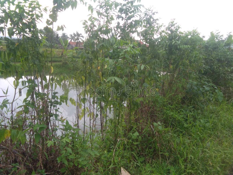 Green Plants on the Edge of a Green and Beautiful Fish Pond Stock Photo ...