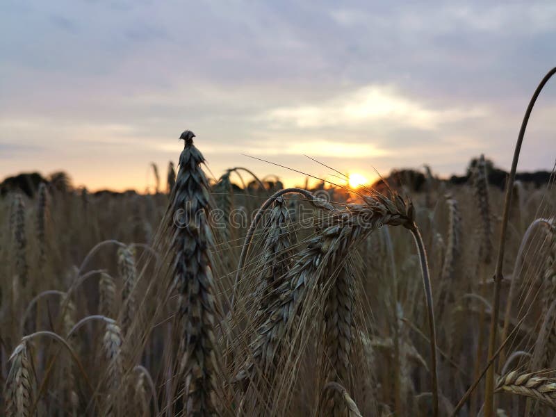 A field in the evening sun stock photo. Image of wind - 201287782