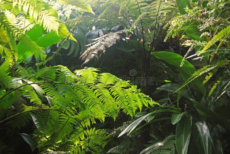 Green Plants and Ferns in a Rainforest Stock Photo - Image of ...
