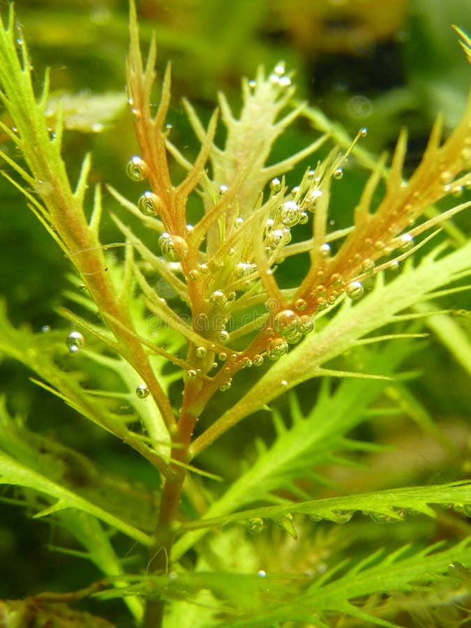 Green Plants in the Fish Tank Stock Photo - Image of blossom, wallpaper ...
