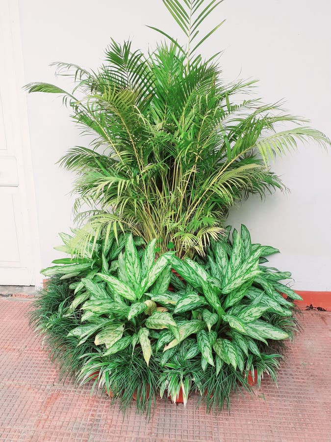 Green Plants Flowers Neutral Stock Photo - Image of green, neutral ...