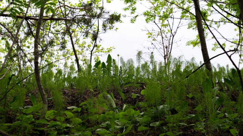 Green plants in the forest stock image. Image of branch - 164855627