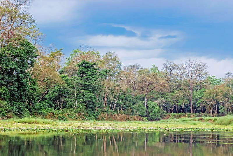 Green Plants in Forest with Blue Sky Stock Image - Image of sunny ...