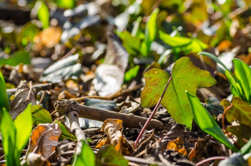 Green plants in the forest stock image. Image of kultiviert - 104123195