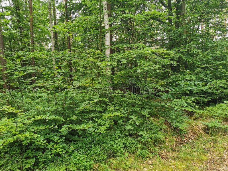 Green plants in the forest stock image. Image of leaf - 191644635