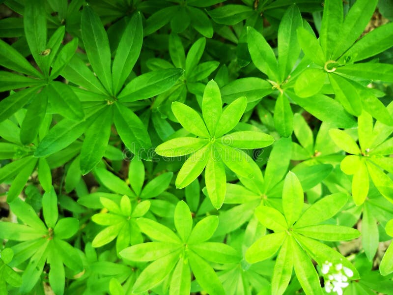 Green plants in the forest stock image. Image of organic - 146672855