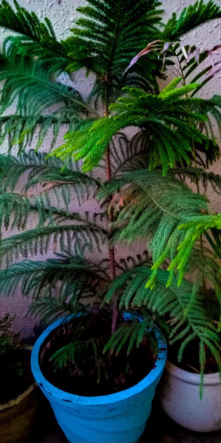 Green Plants and Fresh Air Quality Stock Image - Image of nature ...