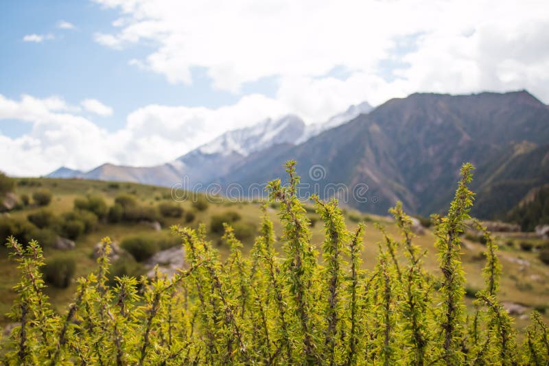 Green Plants in Front of Mountain Landscape Stock Photo - Image of ...