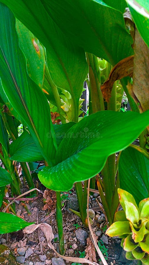 Green plants in the garden stock photo. Image of plant - 264827898