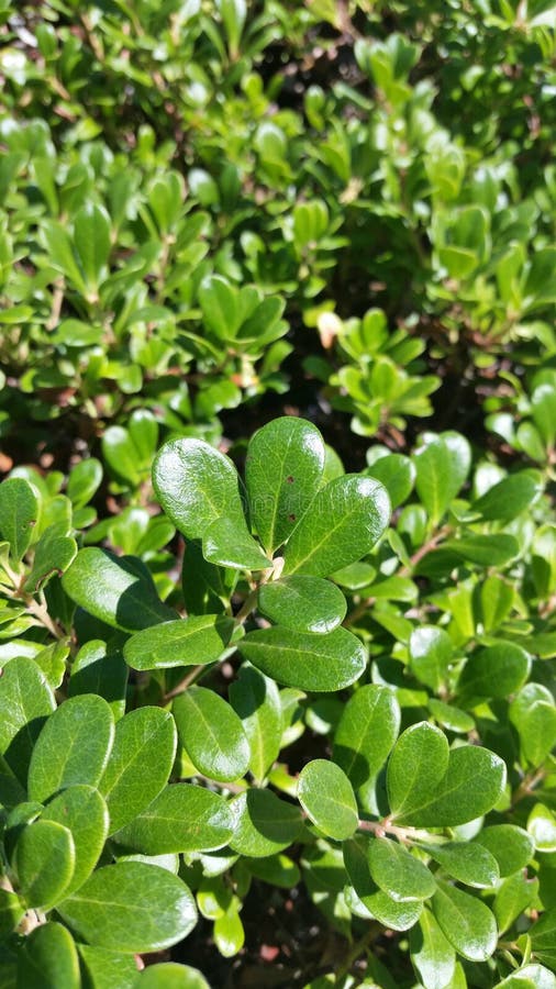 Green plants stock image. Image of leaf, washington, shrub - 58096203