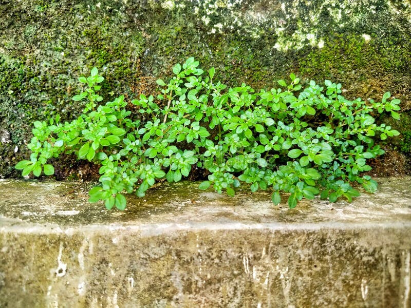 Green Plants that Grow in Damp Areas Stock Photo - Image of plants ...