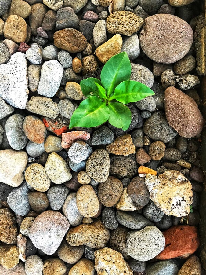 Green Plants Grow through the Gravel Rocks Stock Image - Image of life ...