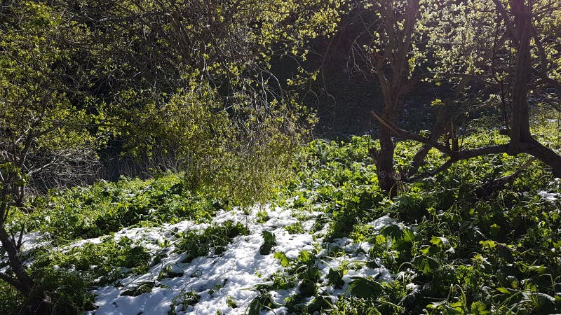 Green Plants in the Spring. Stock Photo - Image of mountains ...