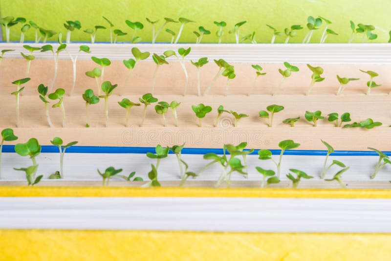 Green Plants Growing in Book Pages Stock Image - Image of literary ...