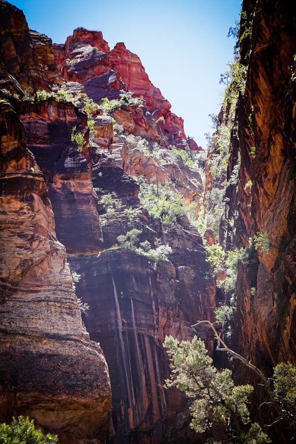 Green Plants Growing in Cliff Crevasse Stock Photo - Image of vista ...