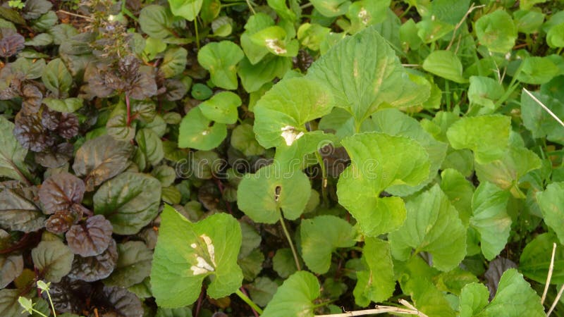Green Plants Growing in Garden Stock Image - Image of living, growing ...