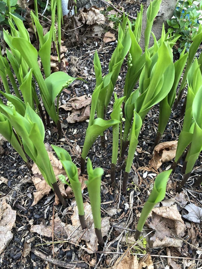 Green plants stock image. Image of growing, plants, spring - 191647147