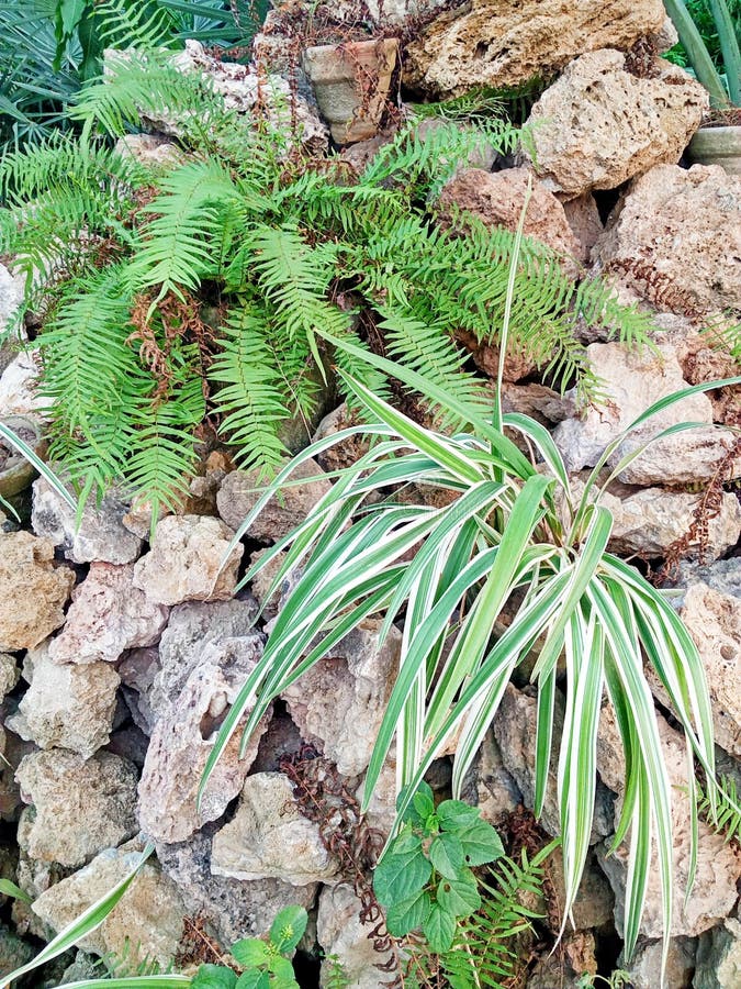 Green Plants Growing Inside the Beautiful Stones Stock Photo - Image of ...