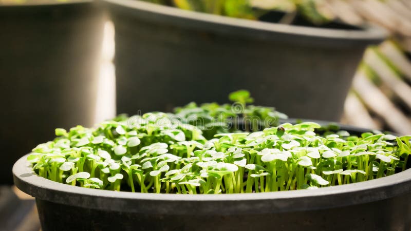 Green plants growing. stock photo. Image of plants, season - 108049442