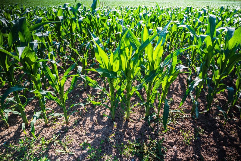 Green Plants Growing Next To Each Other in the Field Stock Photo ...