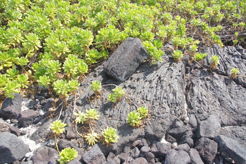 Green Plants Growing on Old Lava Flow Stock Image - Image of geologic ...