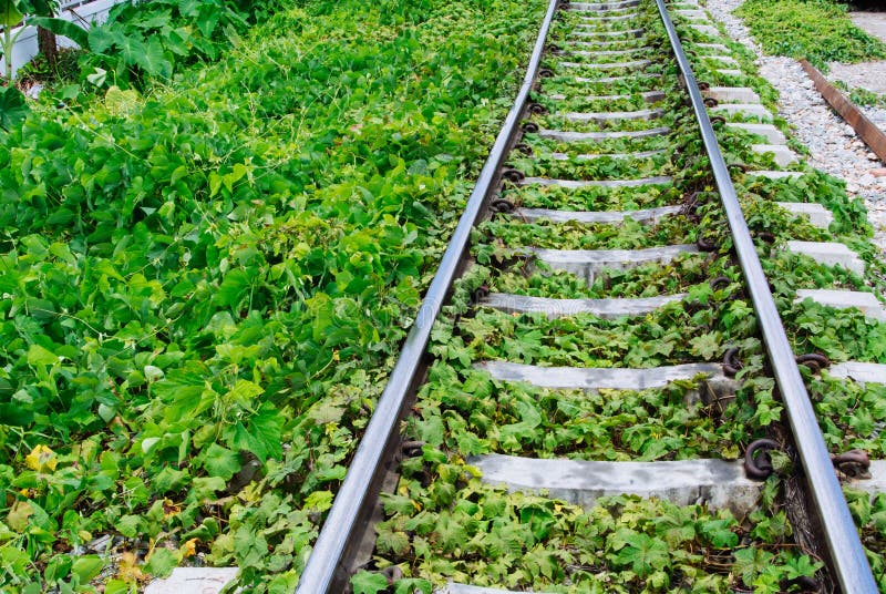 Green Plants Growing by the Railroad Tracks Stock Image - Image of ...