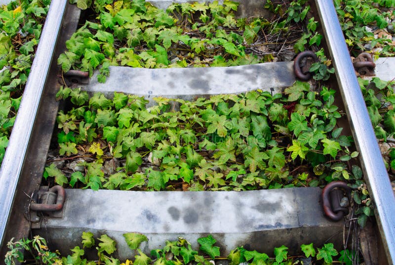 Green Plants Growing by the Railroad Tracks Stock Image - Image of ...