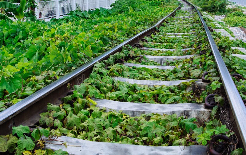 161 Flower Growing Railroad Tracks Stock Photos - Free & Royalty-Free ...