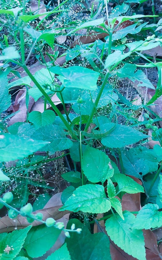 Green Plants Growing on the Side of the Road with Bright Colors Stock ...