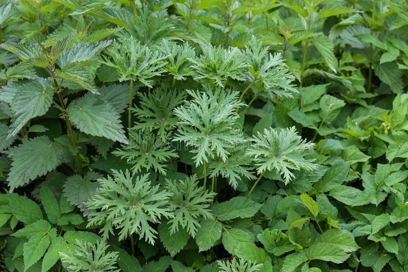 Green Plants Growing Under the Trees in the Forest Stock Image - Image ...