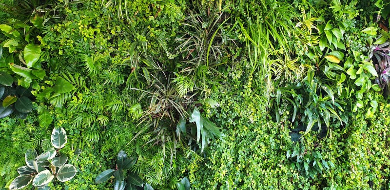 Green Plants Growing Vertically Stock Photo - Image of texture, modern ...