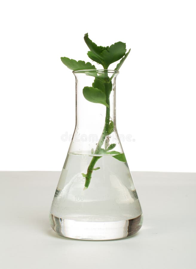 Green Plants in Laboratory Equipment Stock Photo - Image of chemistry ...