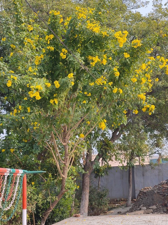 Green Leaf of Indian Plants Stock Image - Image of structure, define ...