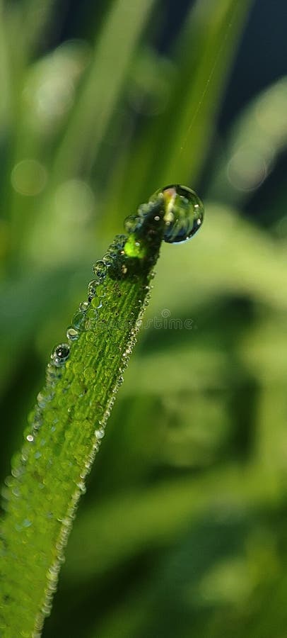 Green plants leafe drop stock image. Image of plants - 243041707