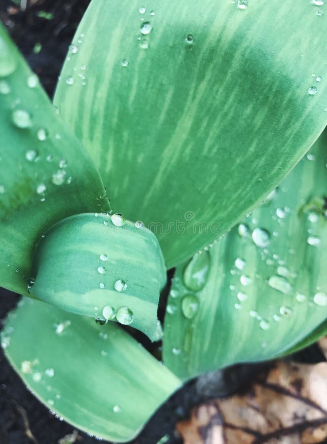 Green Plants with Leaves in Early Spring Stock Photo - Image of closeup ...