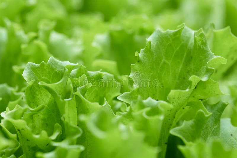 Lettuce Grow in Lab with Advance Aquaponic Agriculture Technology or ...
